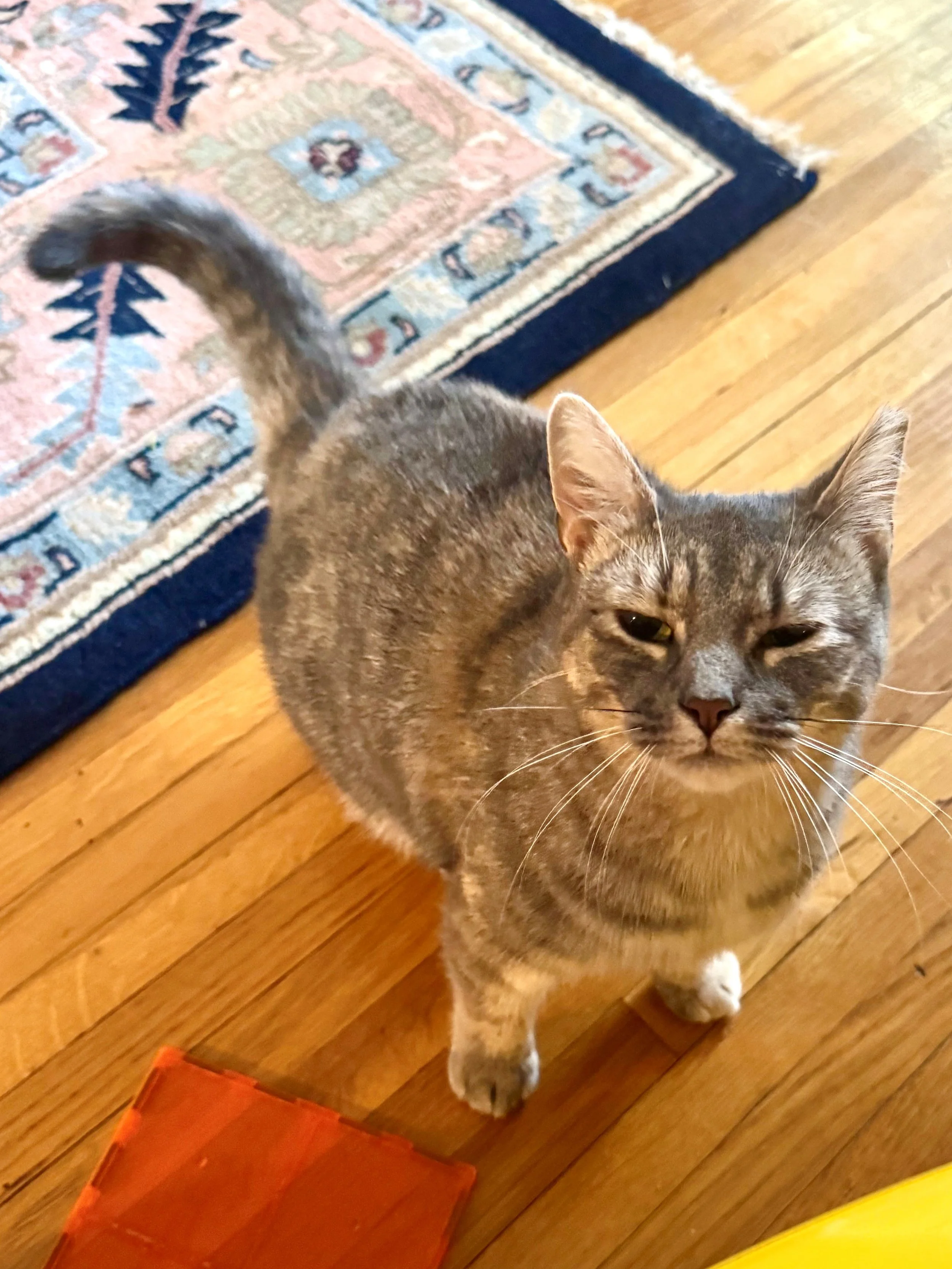 Madison — Northport Cat Rescue