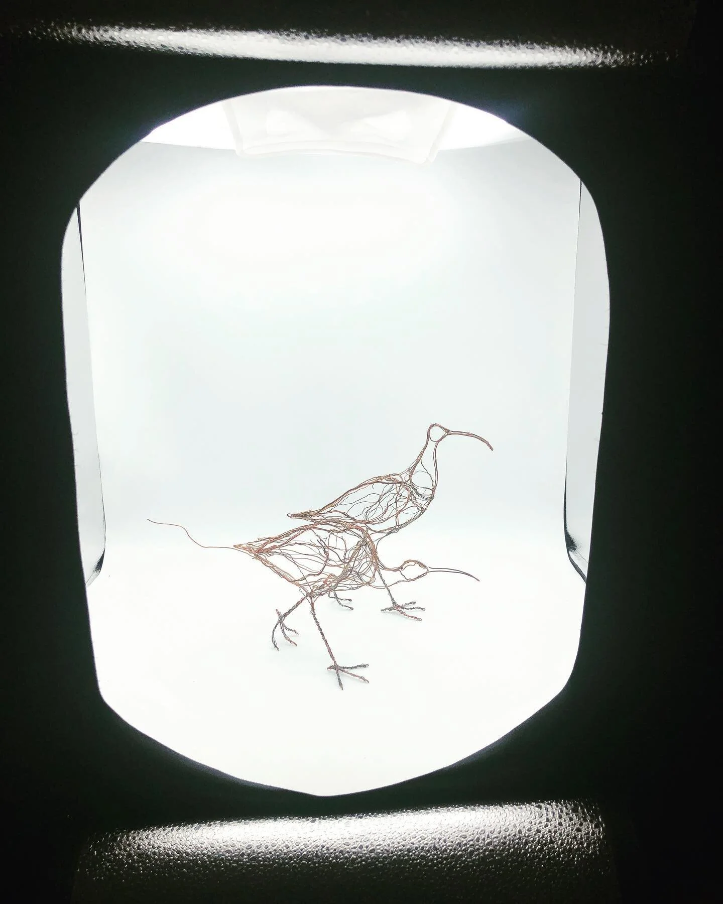 Exhibitions — Celia Smith