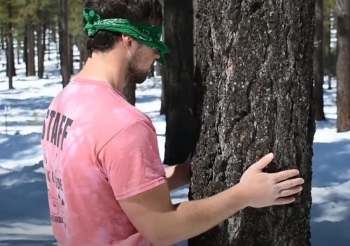 Meet a Tree (Video)