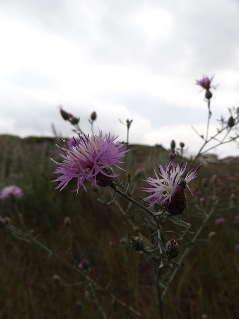 The Good, The Bad, and the Weedy — Oldman Watershed Council