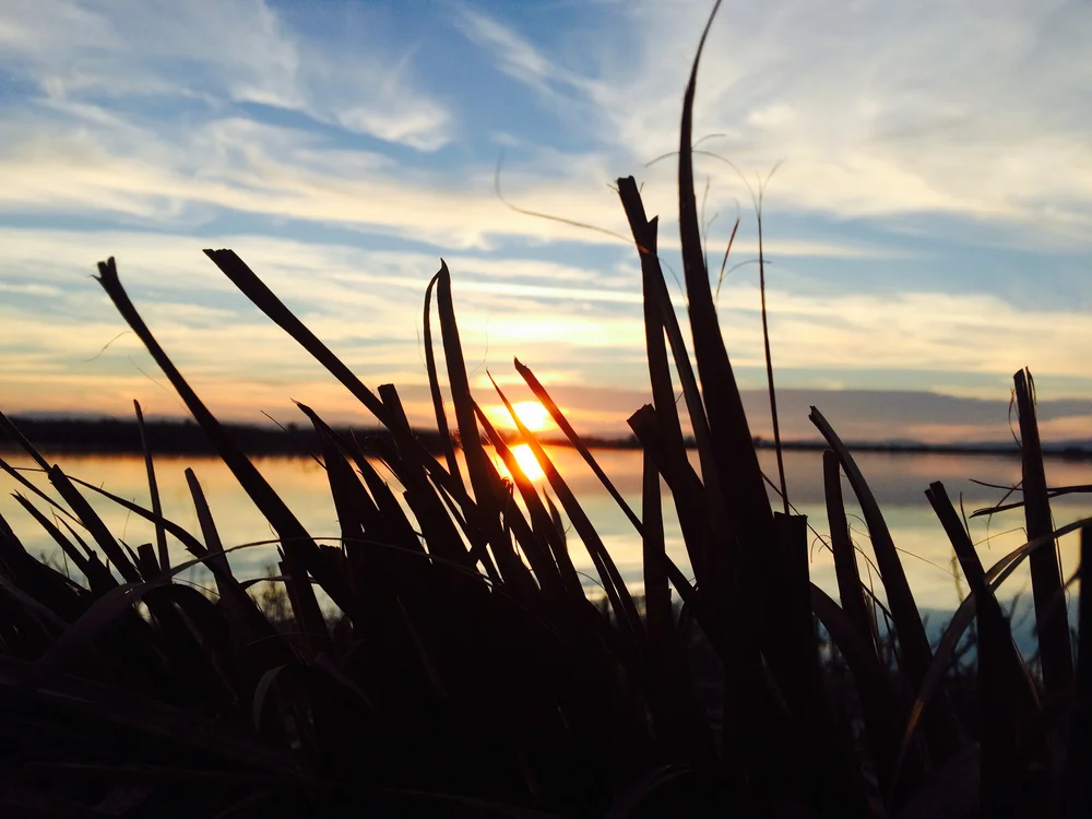 Rich Island Duck Club