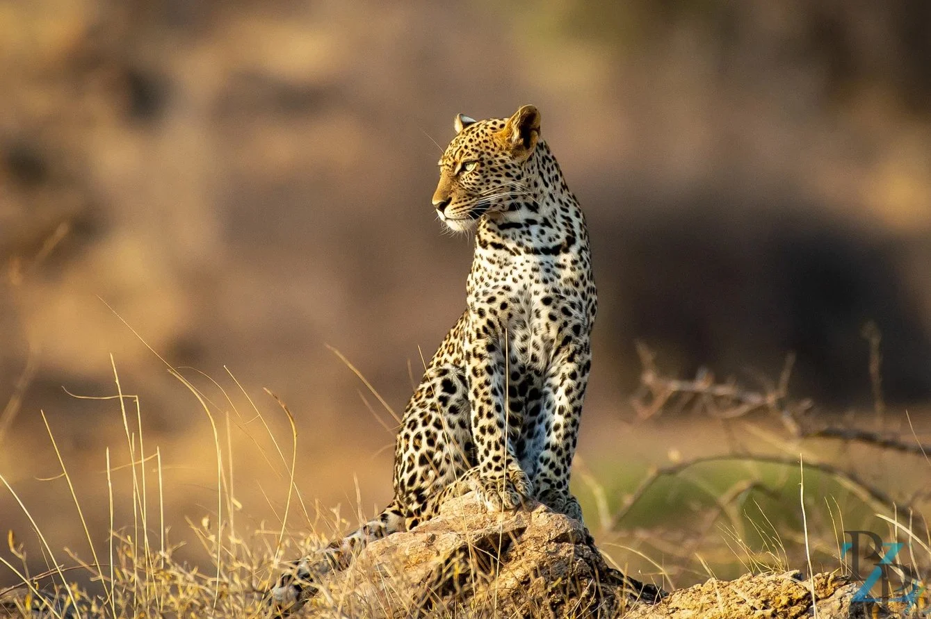 Robert Tewes — Sisters Arts Association