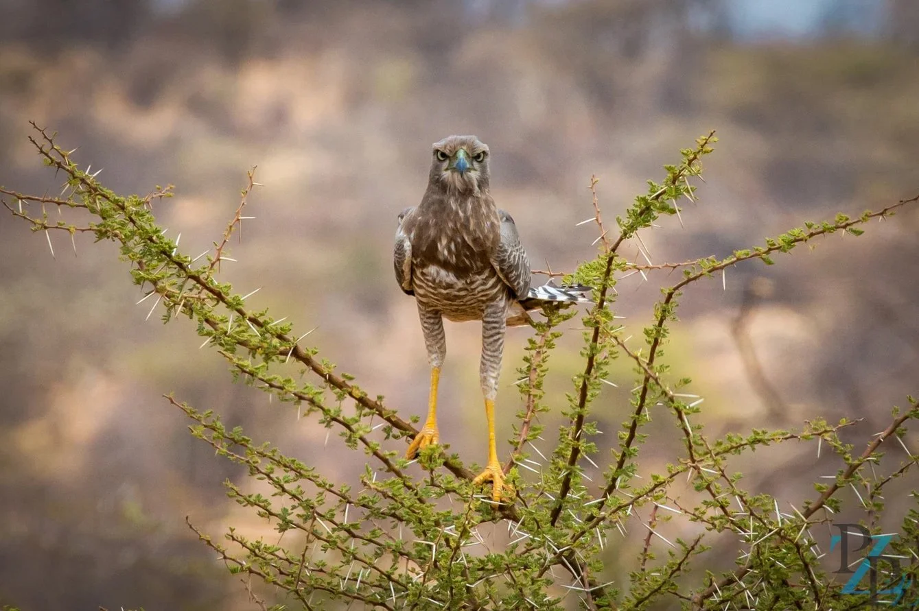 Robert Tewes — Sisters Arts Association