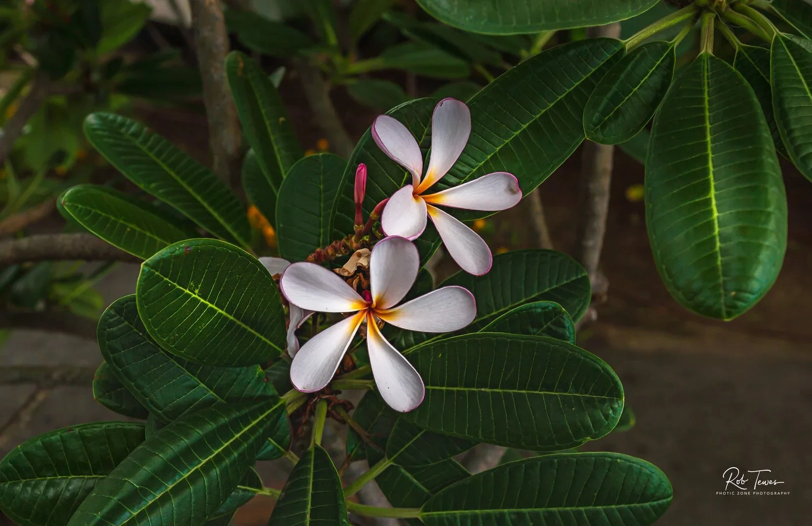 Robert Tewes — Sisters Arts Association