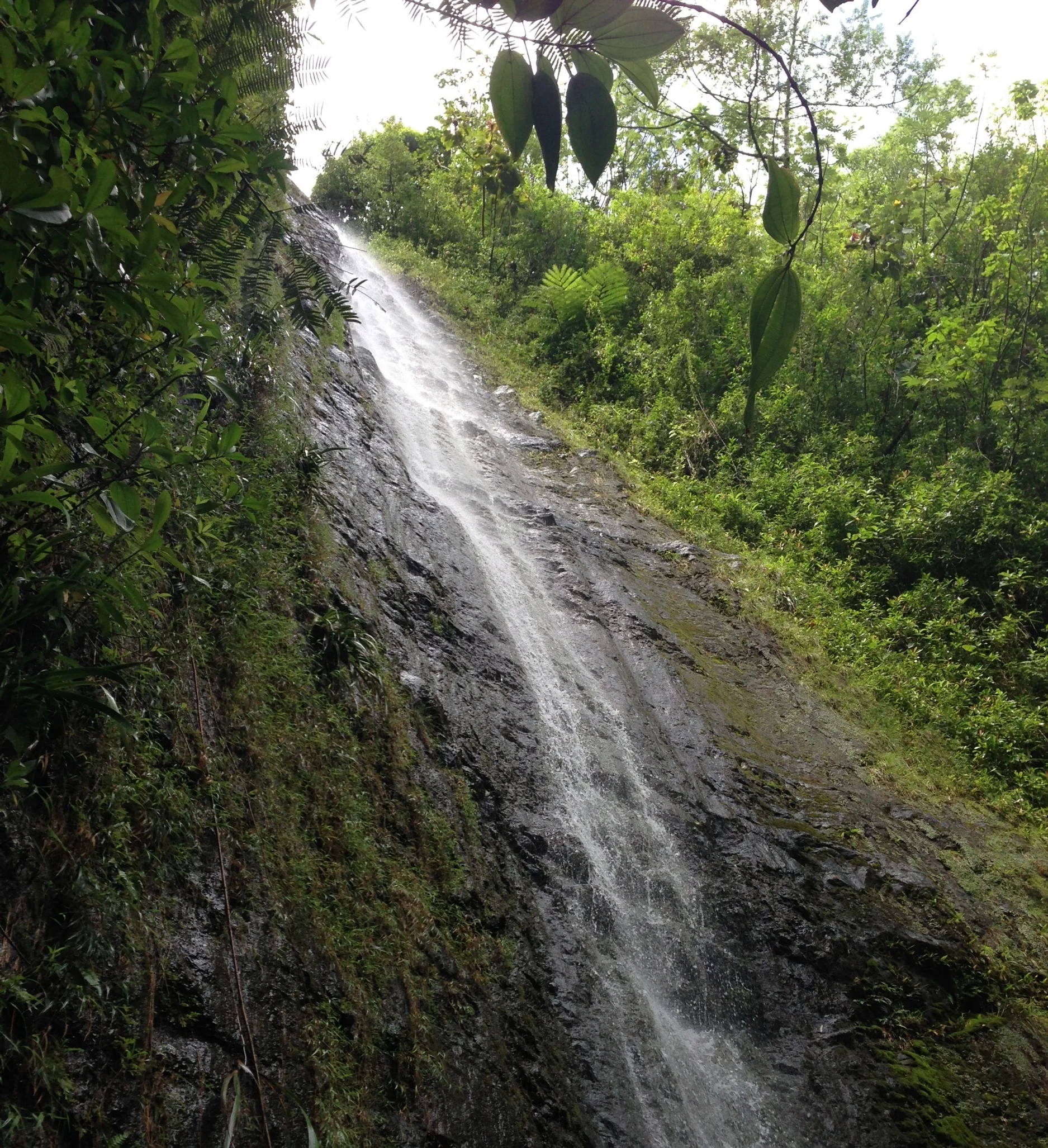 Manoa Falls — Oahu Hike