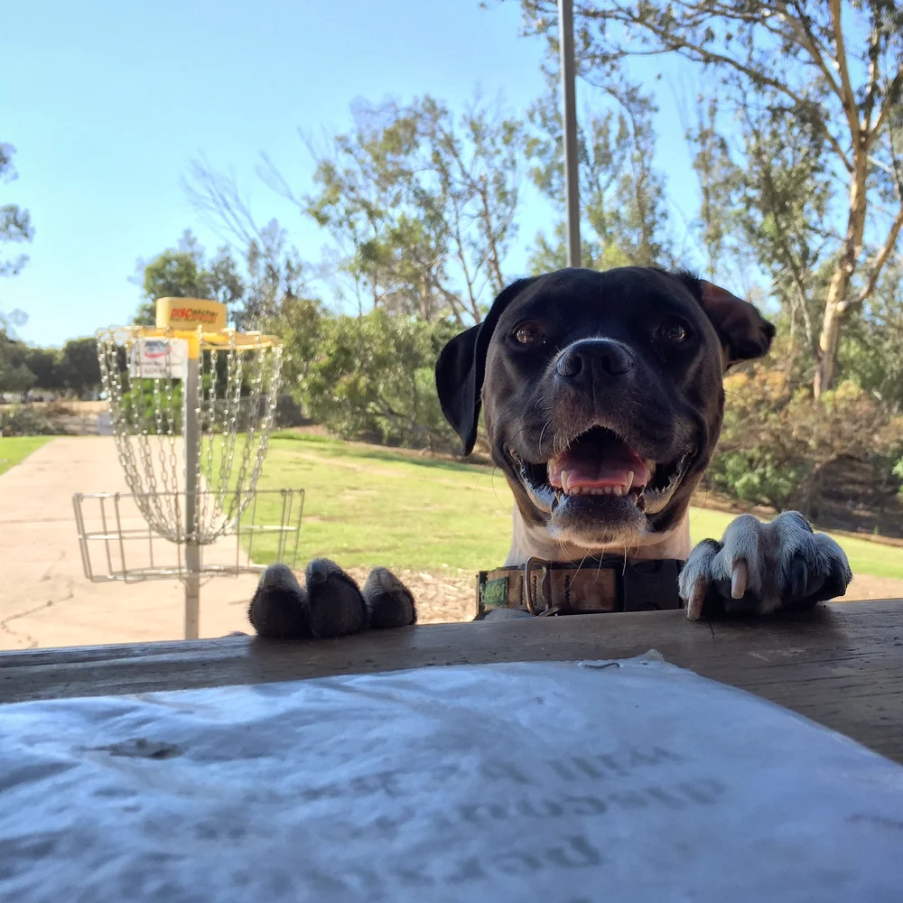 Course Map and Rules — Morley Field Disc Golf Course
