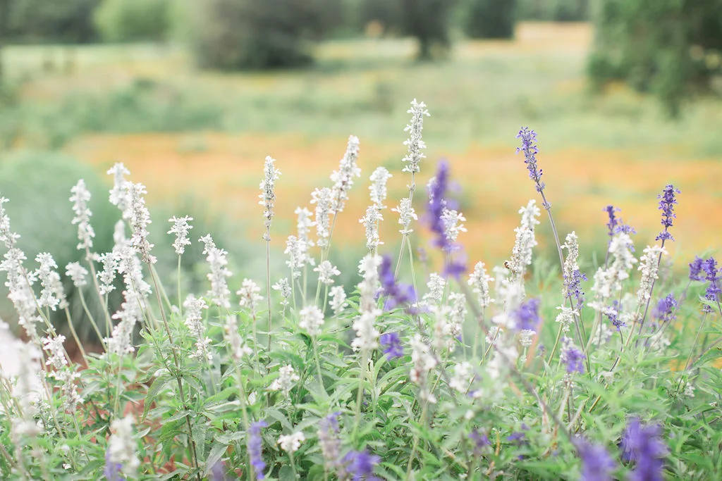 Debra & Jacques Wedding — Ladybird Studios