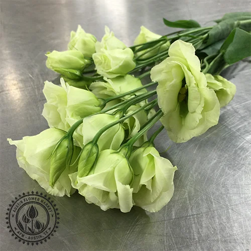 Green Lisianthus Flower