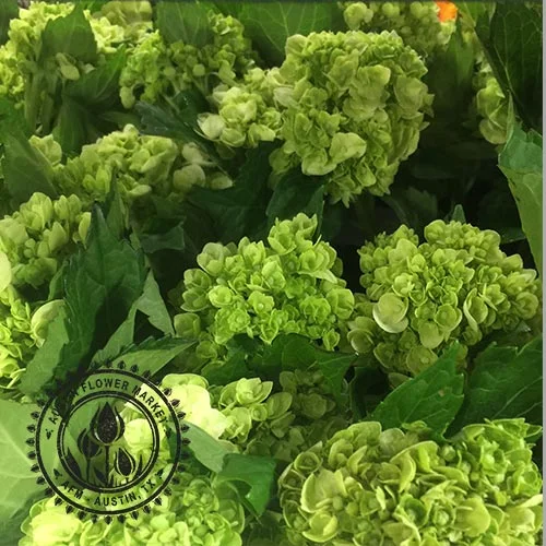 Mini Green Hydrangea