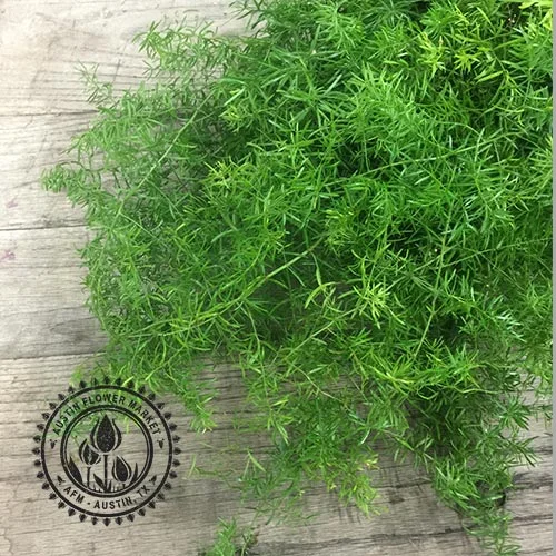 SPRINGERI — AUSTIN FLOWER MARKET