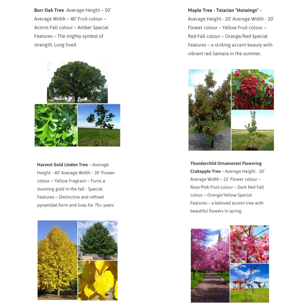 Treeternity Memorial Forest for People, Pets and Life Events