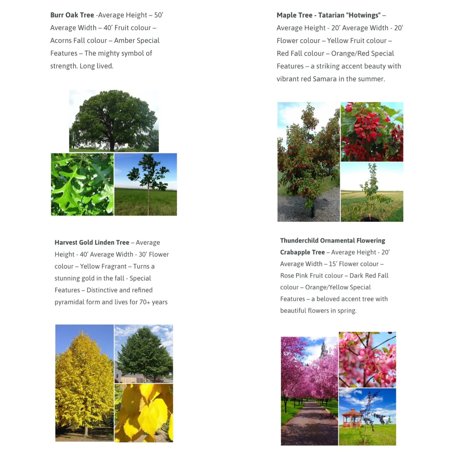 Treeternity Memorial Forest for People, Pets and Life Events