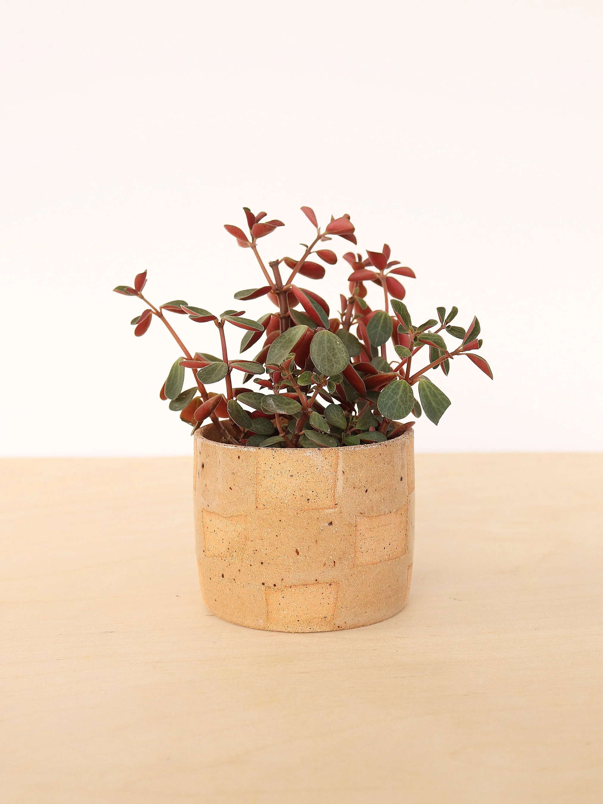 Shop — Nightshift Ceramics