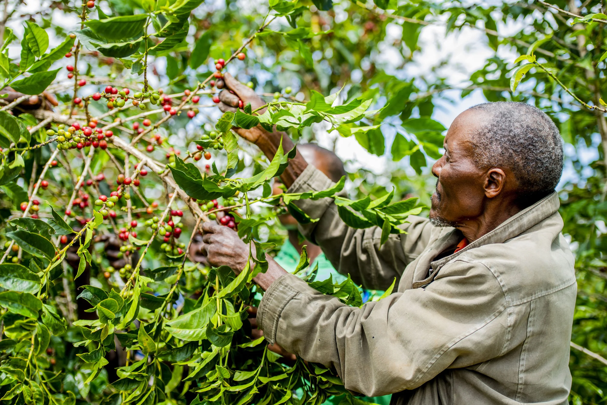 A Coffee Journey from Crop to Cup – Snowy Owl Coffee Roasters