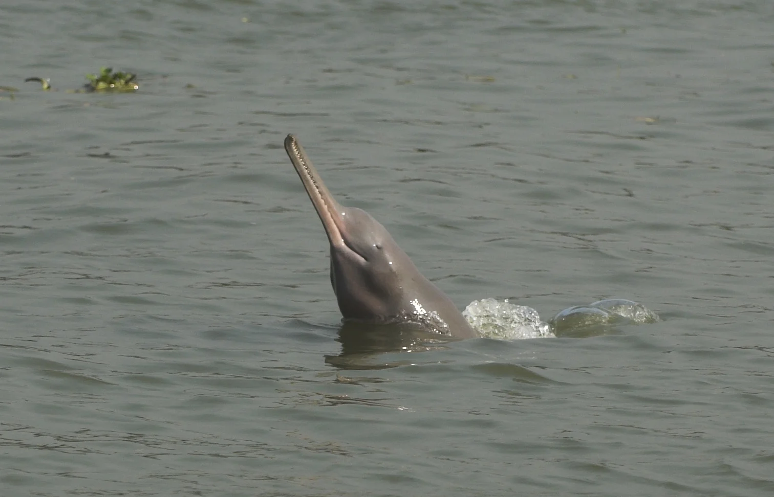 Ganges River Dolphin — April Malmsteen