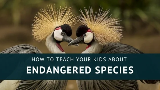How to Teach Your Kids About Endangered Species — April Malmsteen