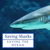 Saving Sharks, Saving the Ocean — April Malmsteen