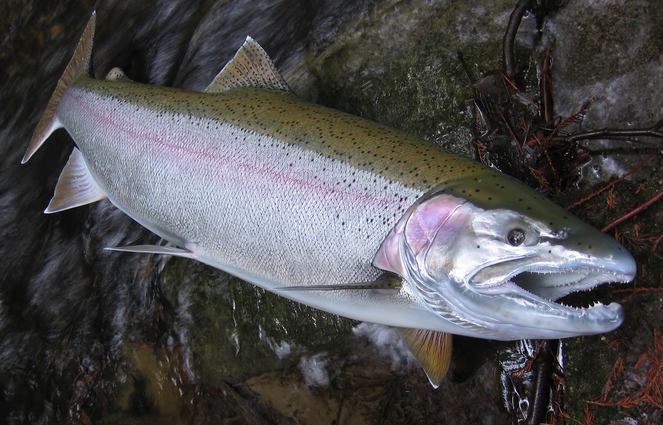 steelhead fish replicas steelhead fish mount fish art fish artist Luke ...