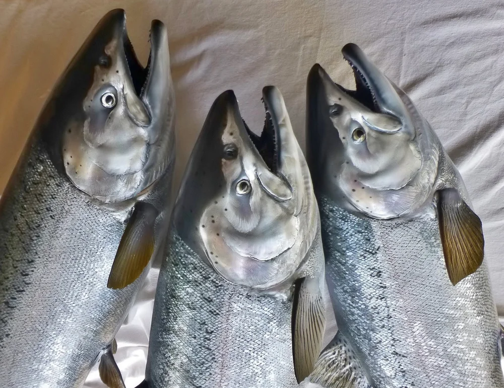 Realistic Salmon Fish Replicas Fish Mounts by fish artist Luke Filmer ...
