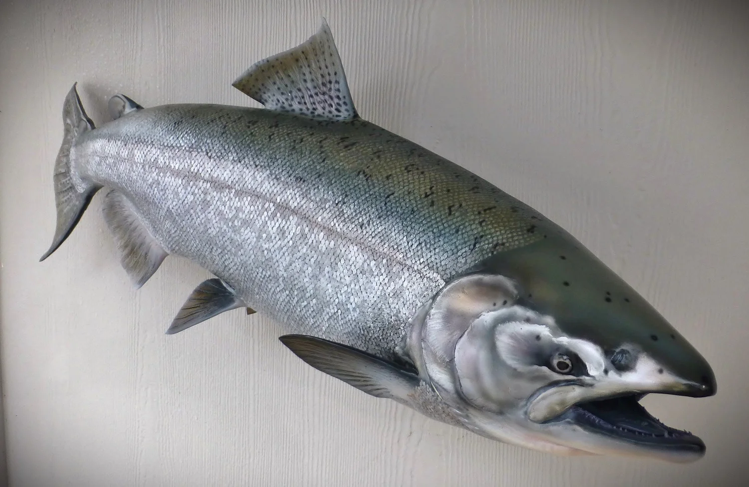 Realistic Salmon Fish Replicas Fish Mounts by fish artist Luke Filmer ...