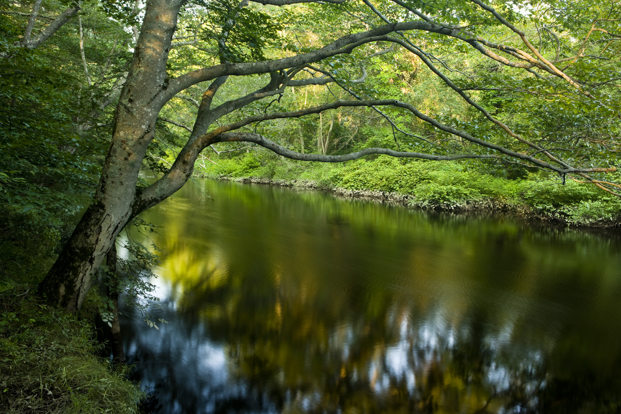 Wildlands Trust — Bridgewater