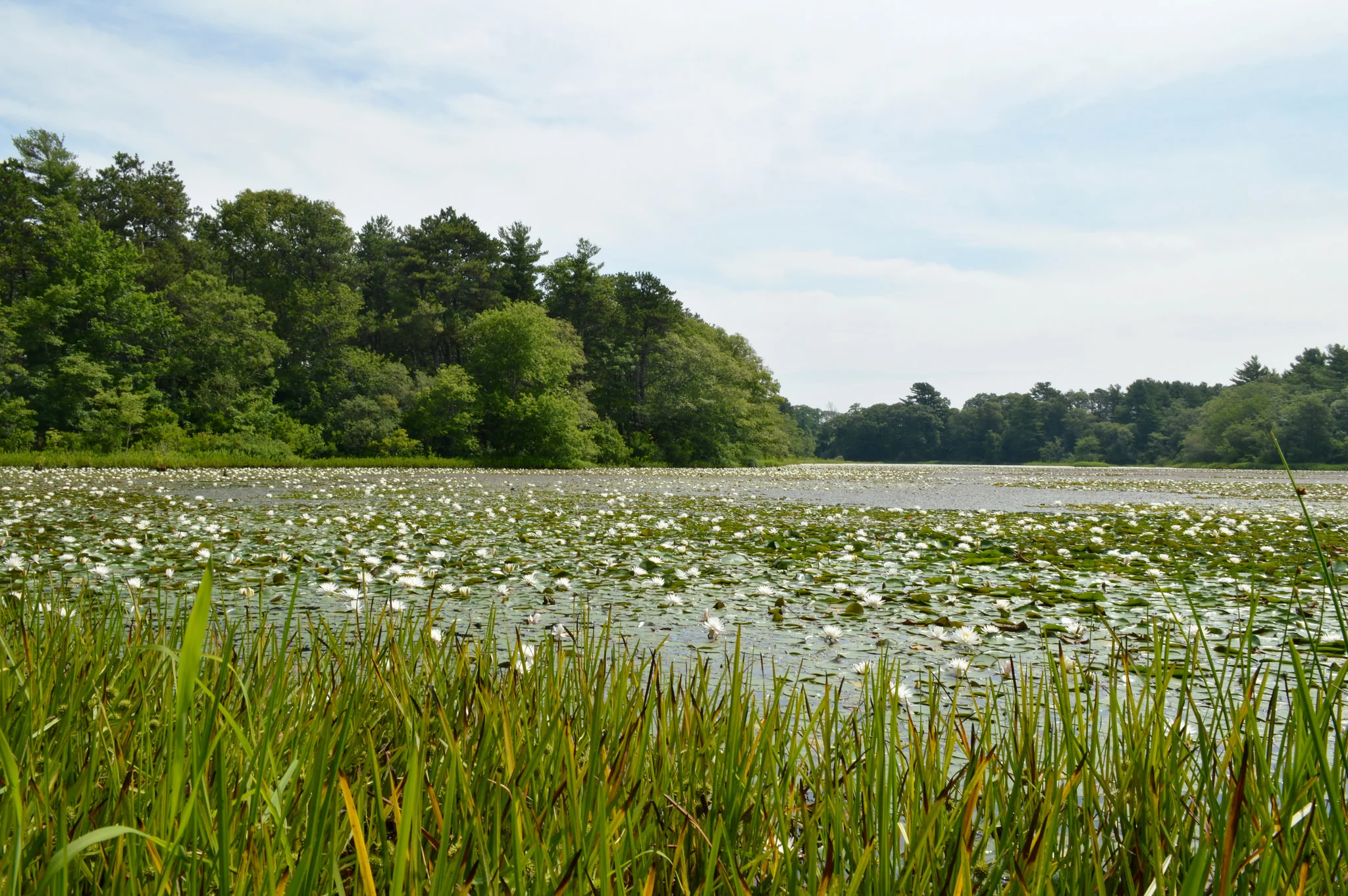Wildlands Trust — Great Neck Conservation Area