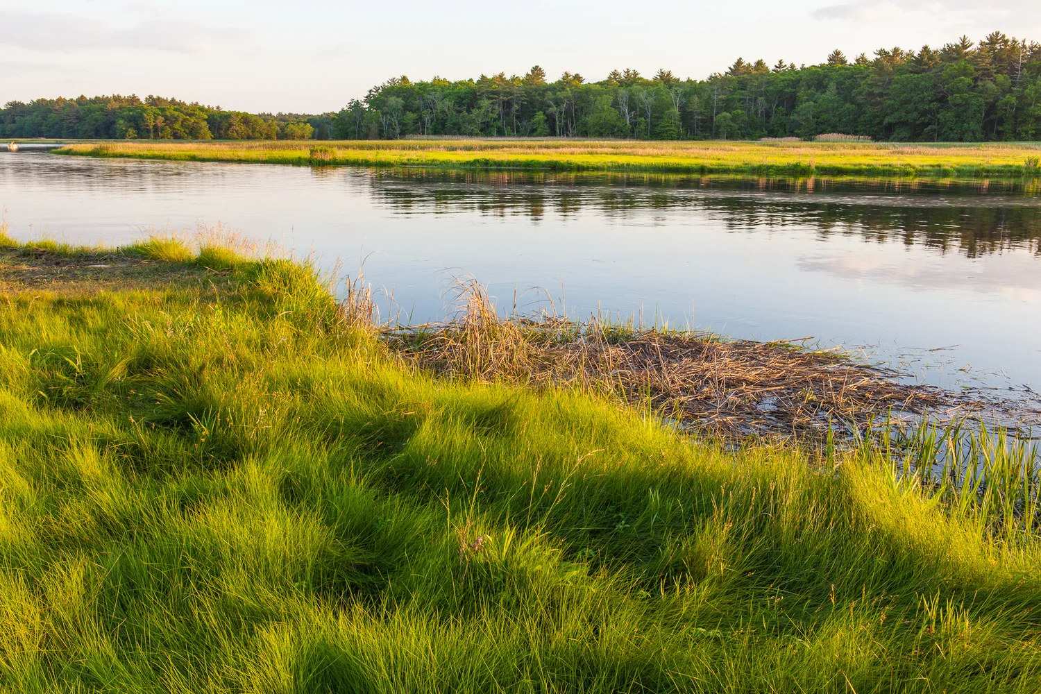 Wildlands Trust — What's Up With Wetlands?