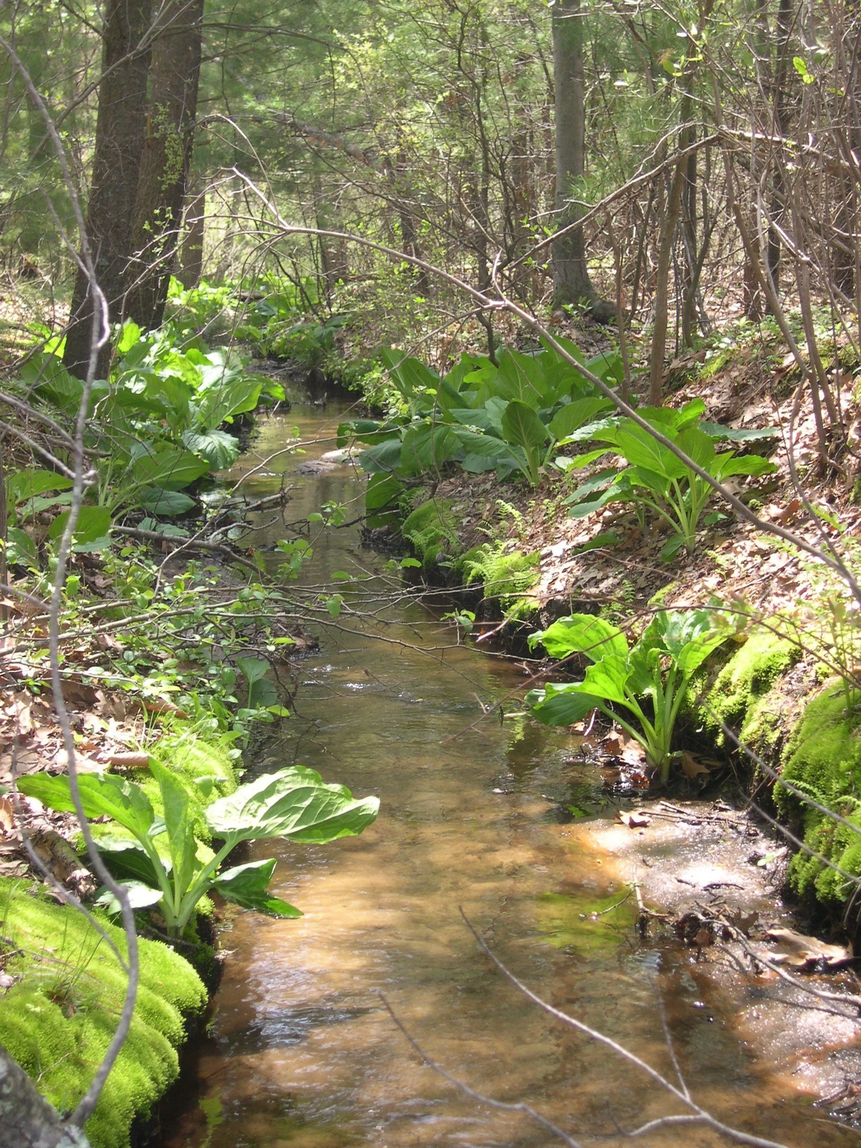 Wildlands Trust — Striar Conservancy