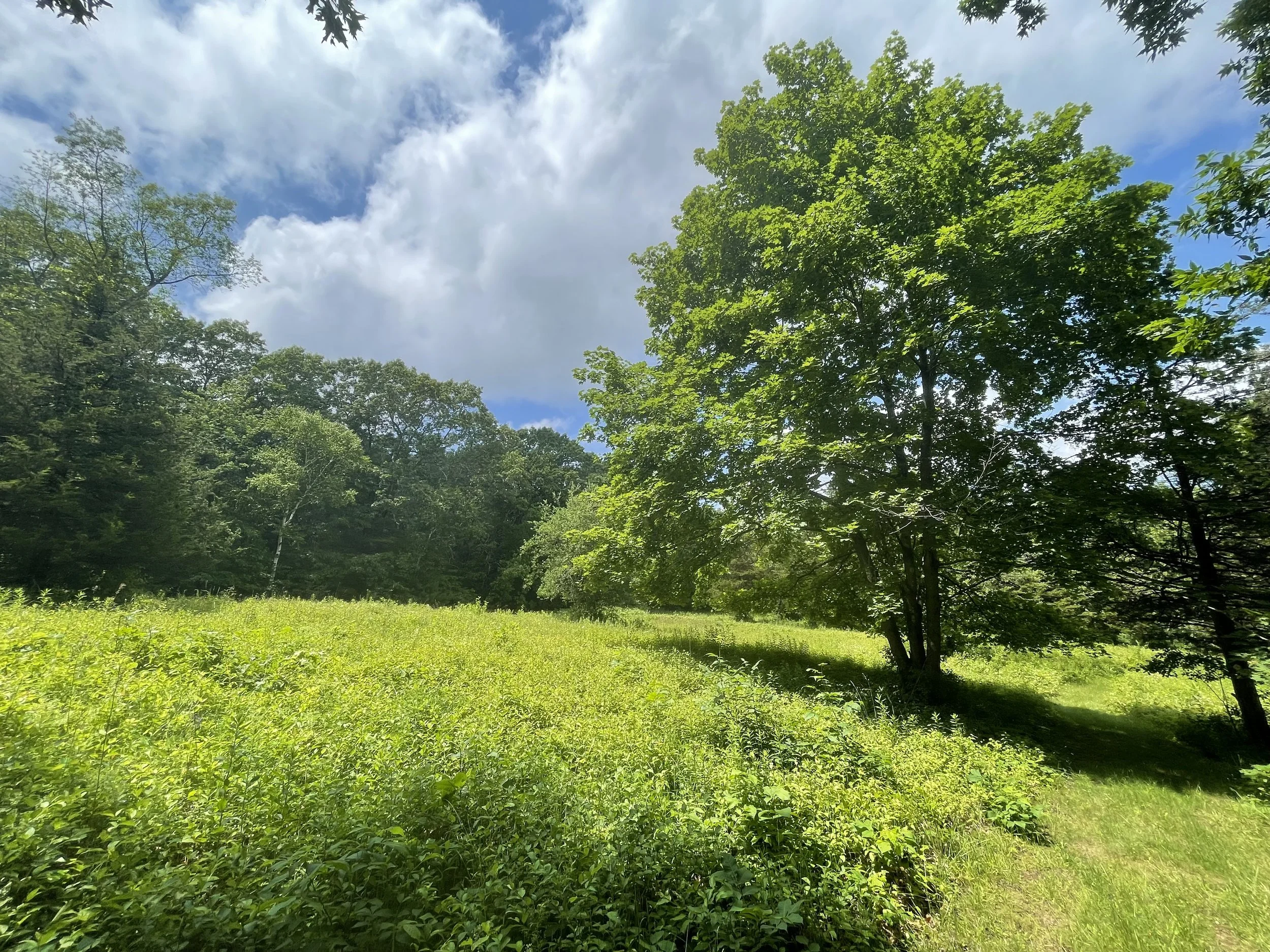 Wildlands Trust — Crystal Spring Preserve