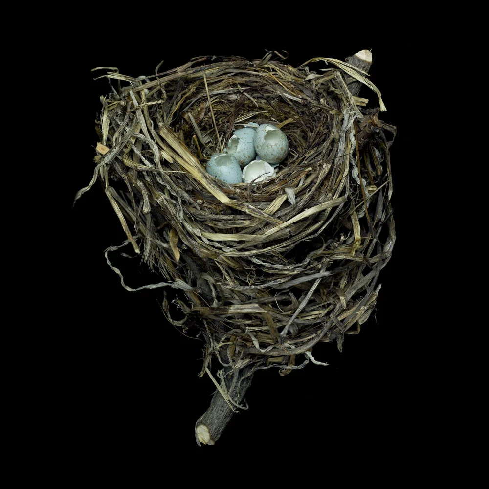 Fine Art — Sharon Beals