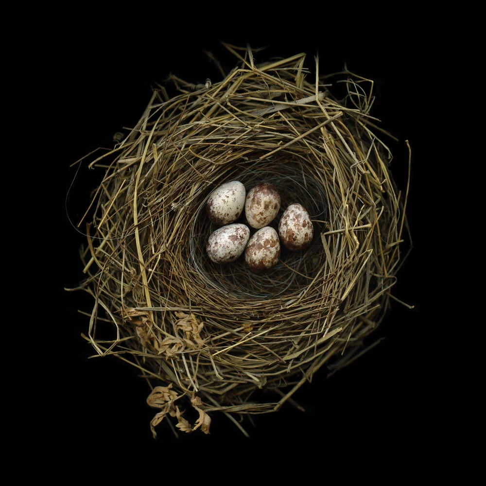 Fine Art — Sharon Beals