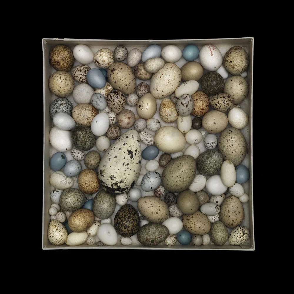 Fine Art — Sharon Beals