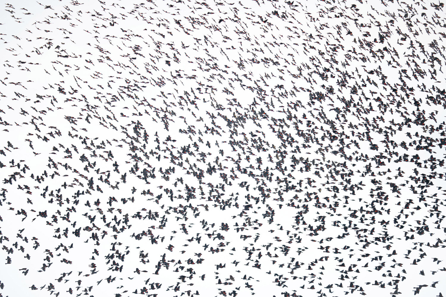 Fine Art — Sharon Beals