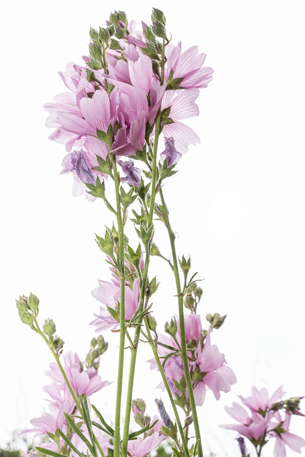 Fine Art — Sharon Beals