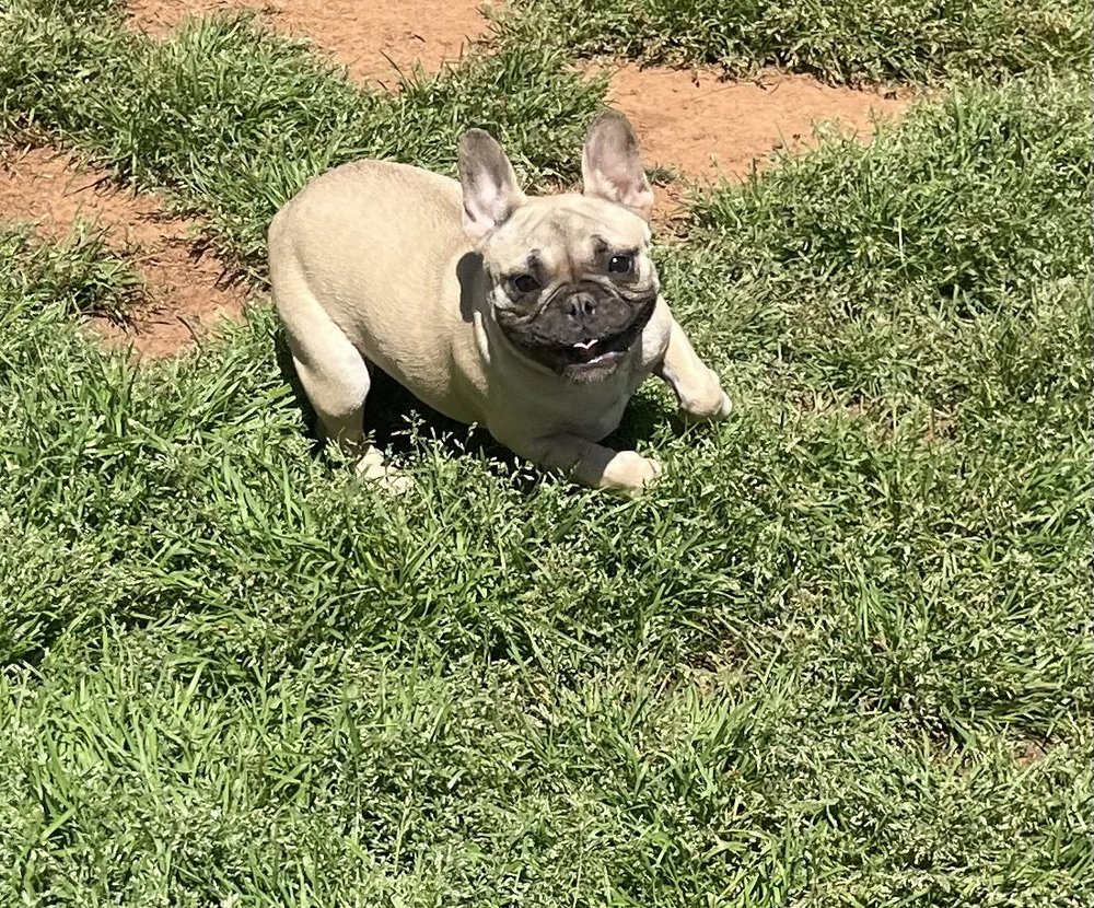 Available Frenchies and Frenchtons — Two Y Ranch