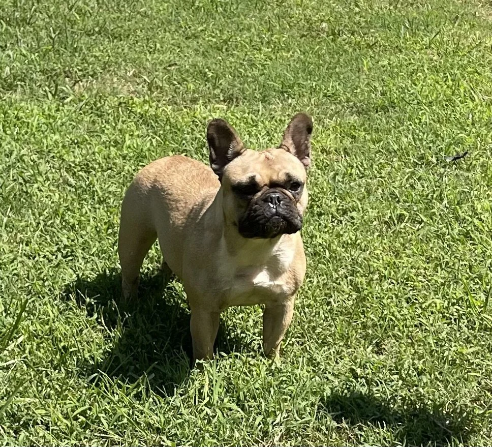 Available Frenchies and Frenchtons — Two Y Ranch
