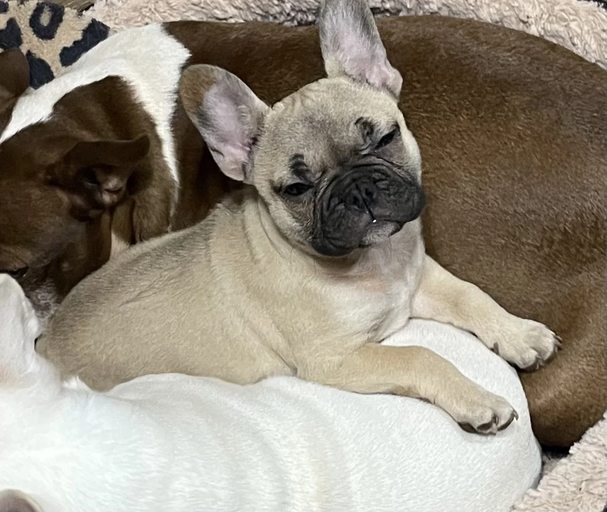Available Frenchies — Two Y Ranch