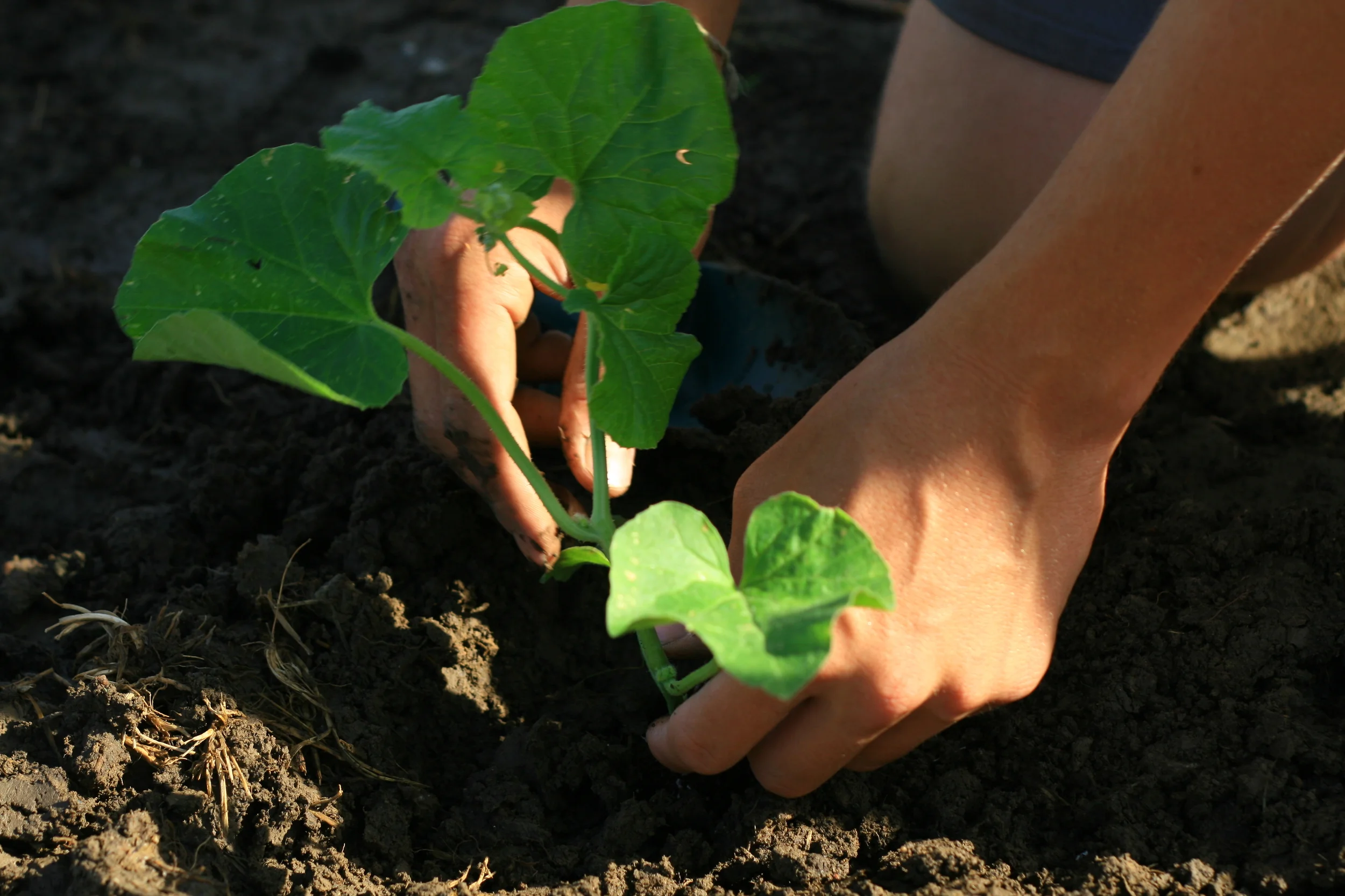 Mission & History — The Big Garden