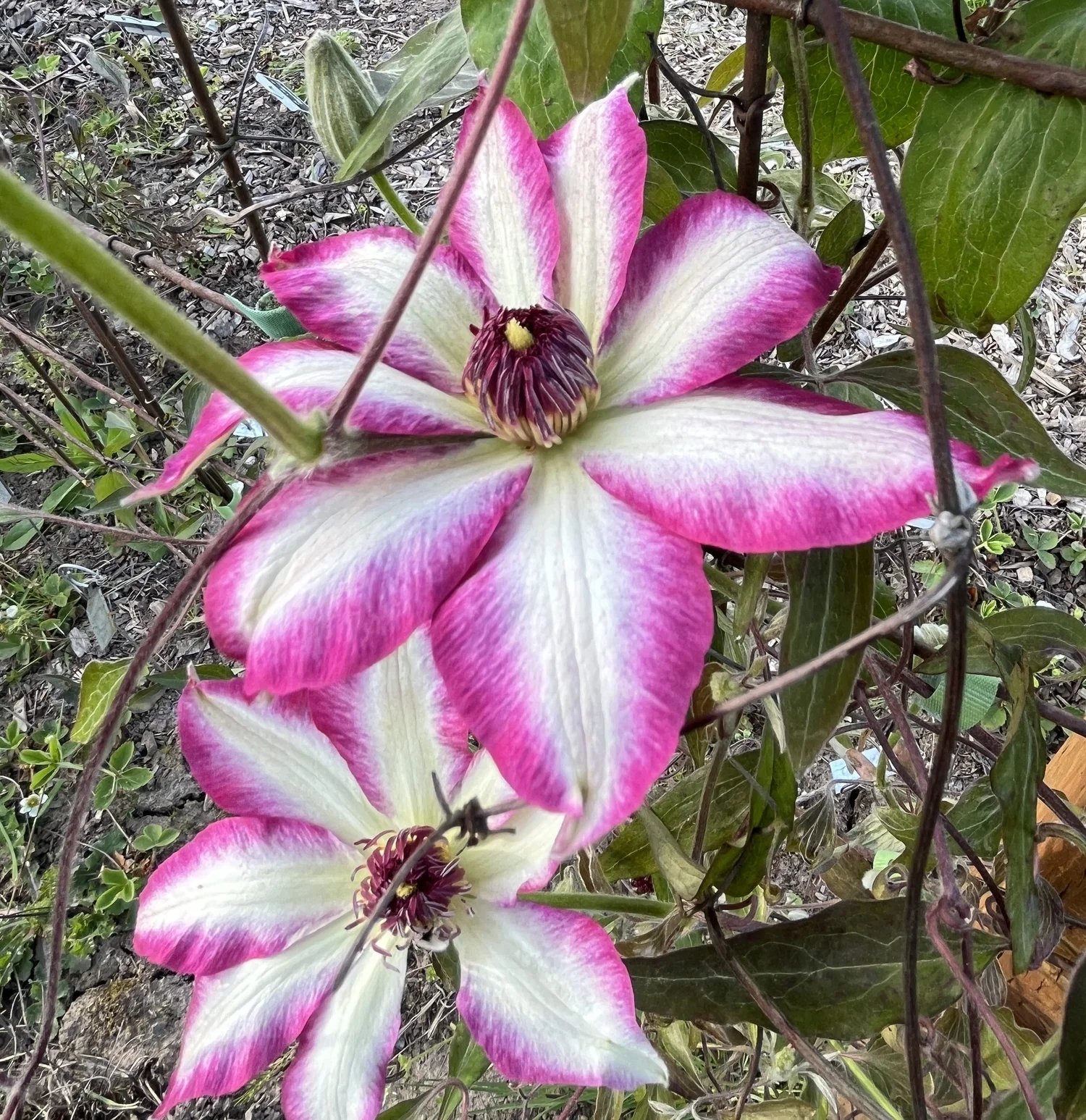 What's in Bloom? — Rogerson Clematis Garden