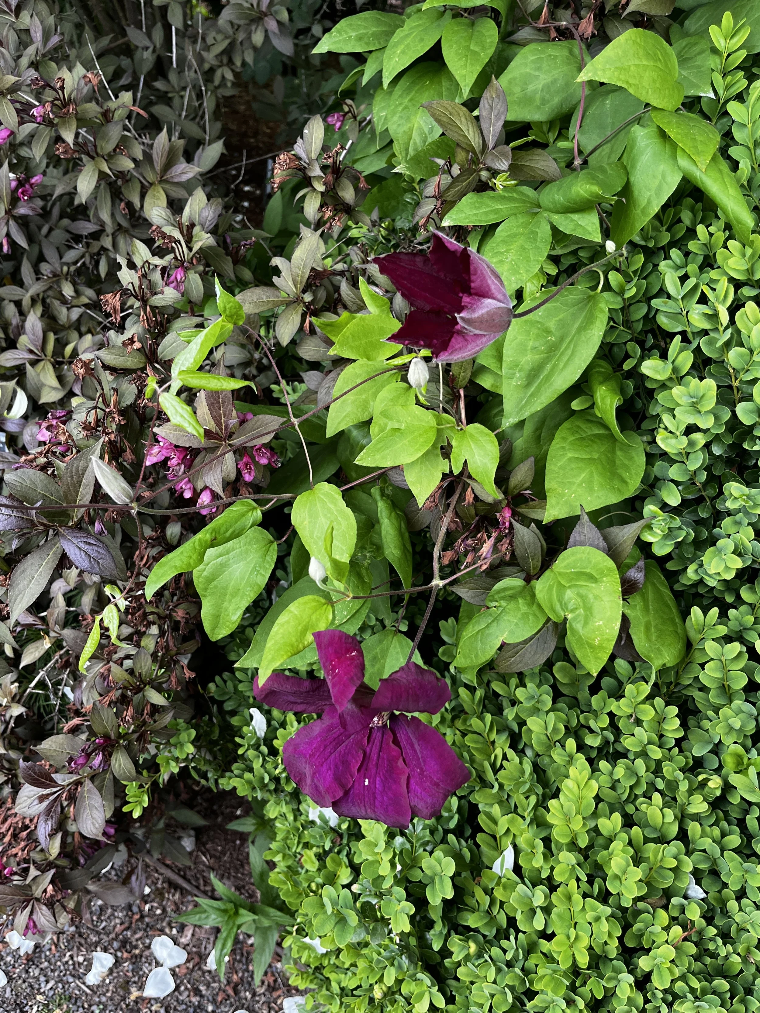 What's in Bloom? — Rogerson Clematis Garden