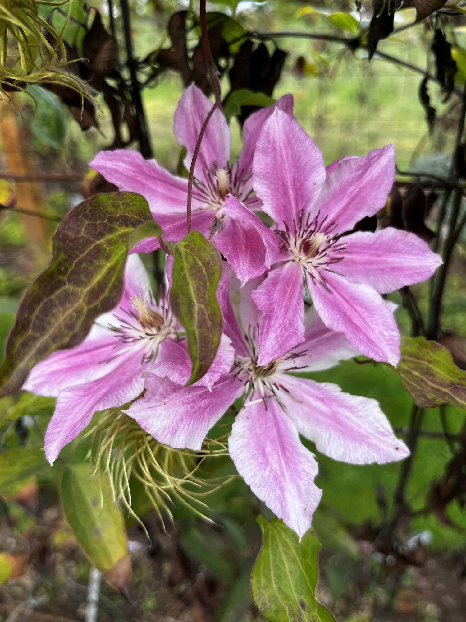 What's in Bloom? — Rogerson Clematis Garden