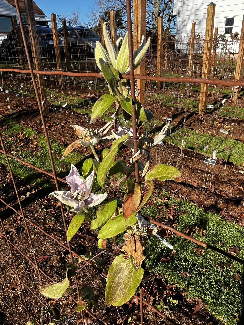 What's in Bloom? — Rogerson Clematis Garden