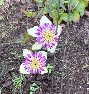 What's in Bloom? — Rogerson Clematis Garden