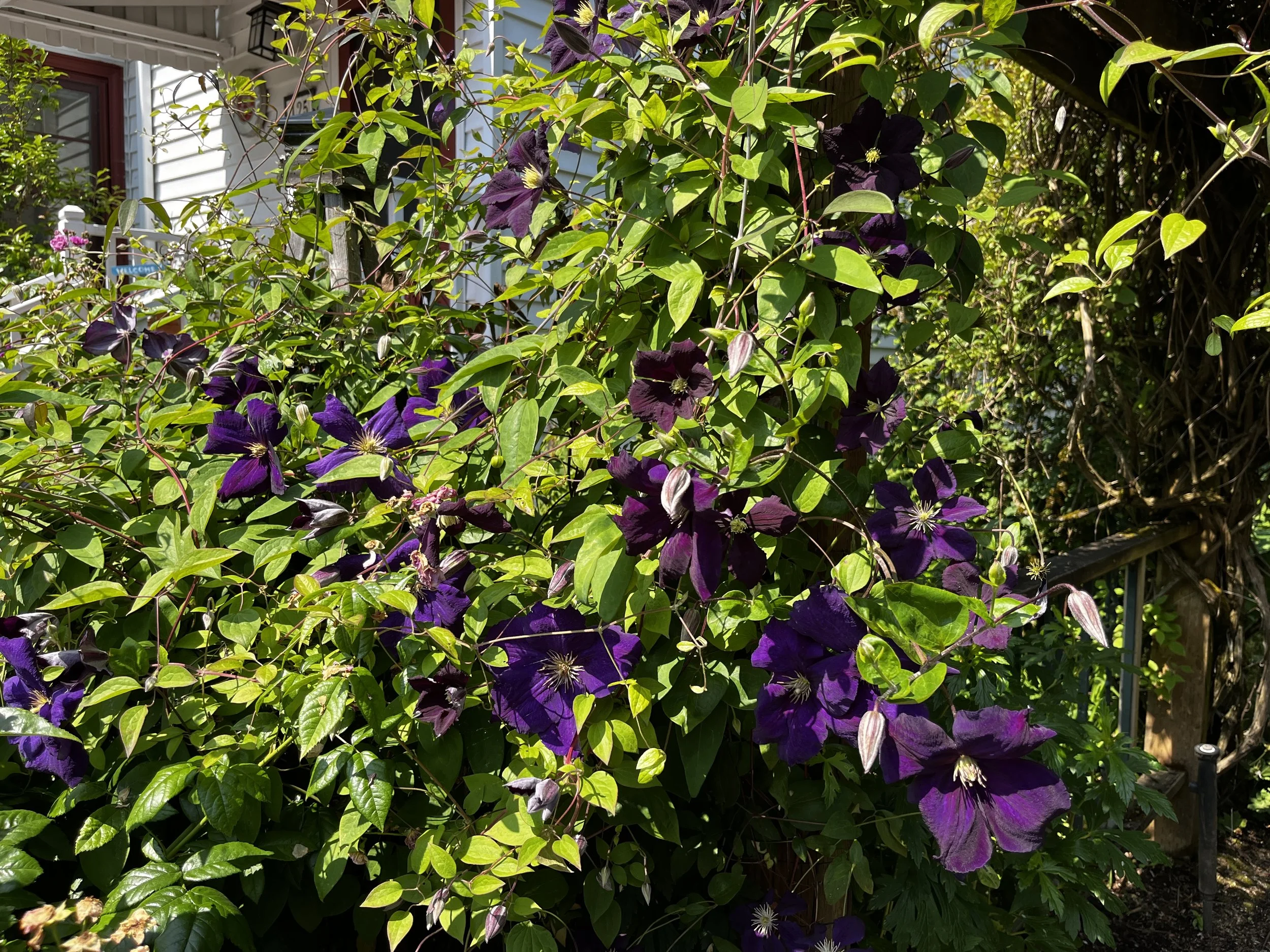 What's in Bloom? — Rogerson Clematis Garden