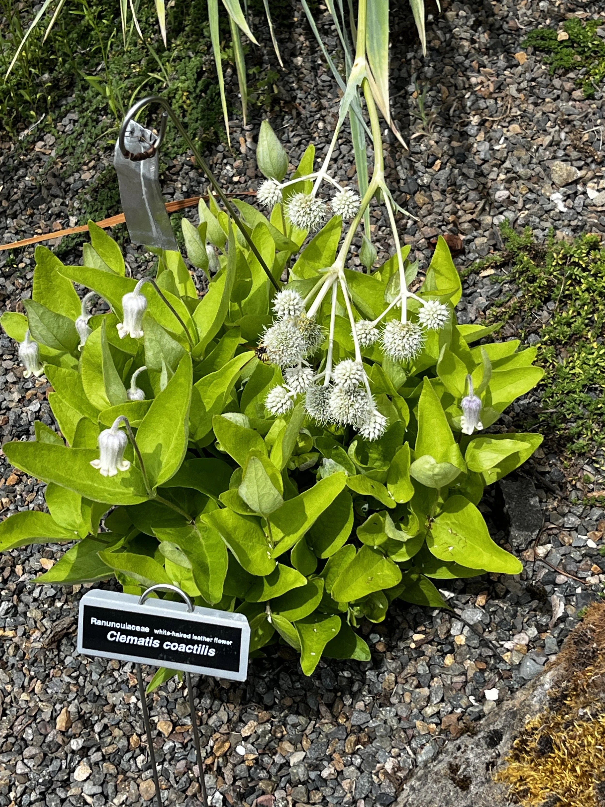 What's in Bloom? — Rogerson Clematis Garden