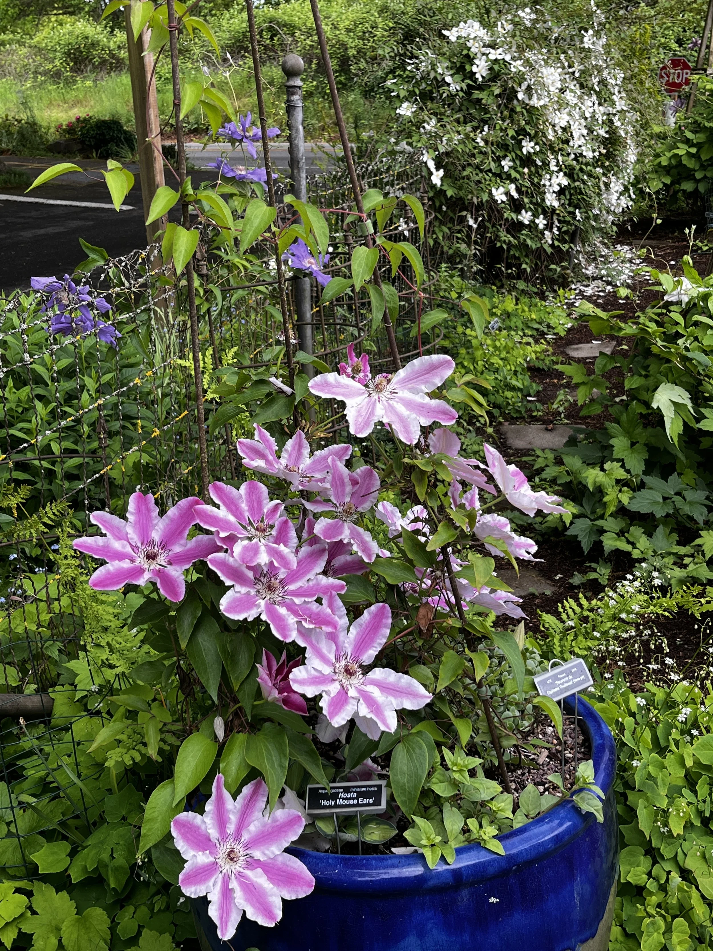 What's in Bloom? — Rogerson Clematis Garden