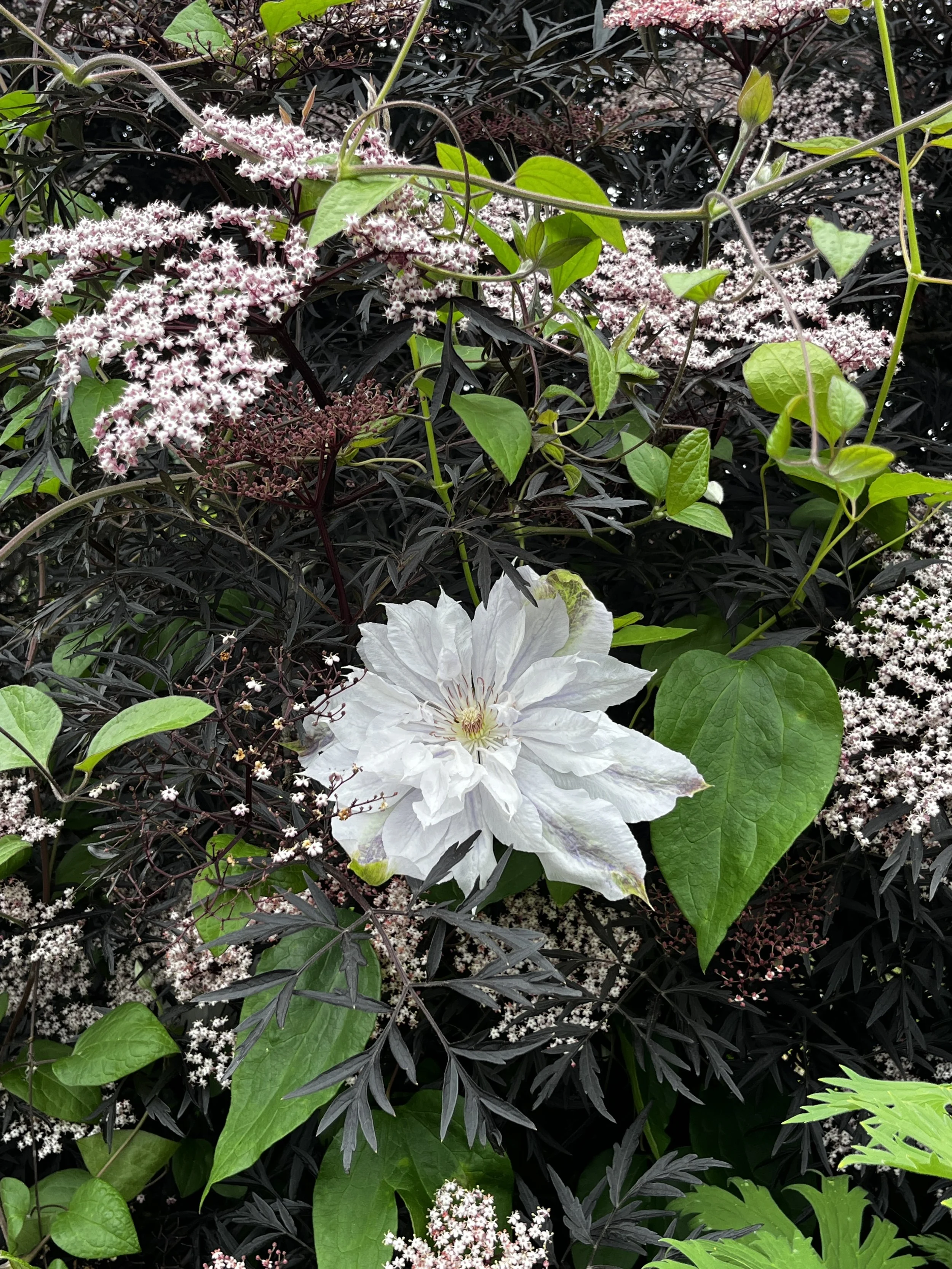 What's in Bloom? — Rogerson Clematis Garden