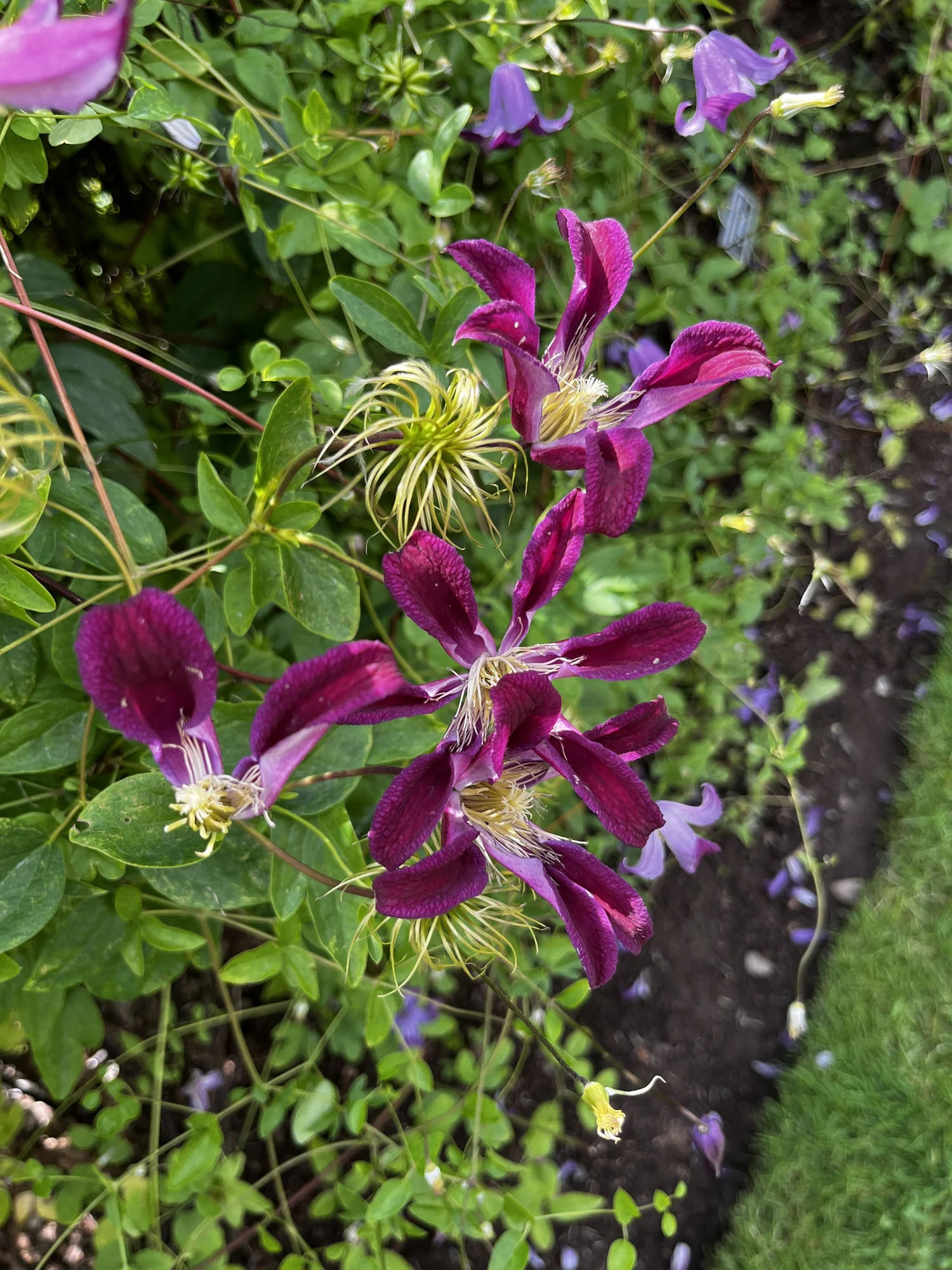 What's in Bloom? — Rogerson Clematis Garden