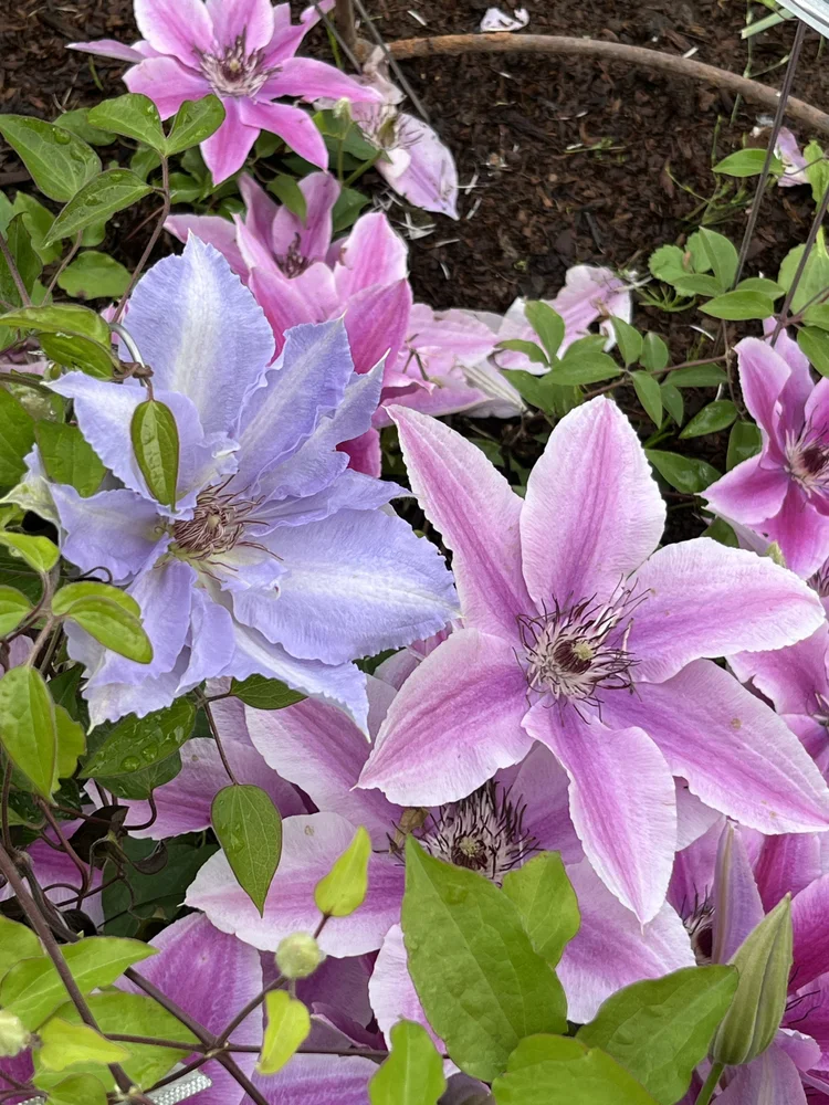What's in Bloom? — Rogerson Clematis Garden