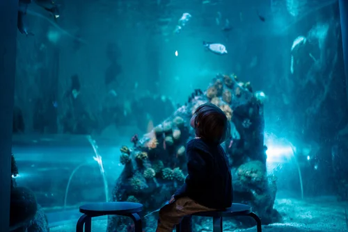 A day out at Scheveningen Sea Life Centre, Holland — Our Beautiful ...